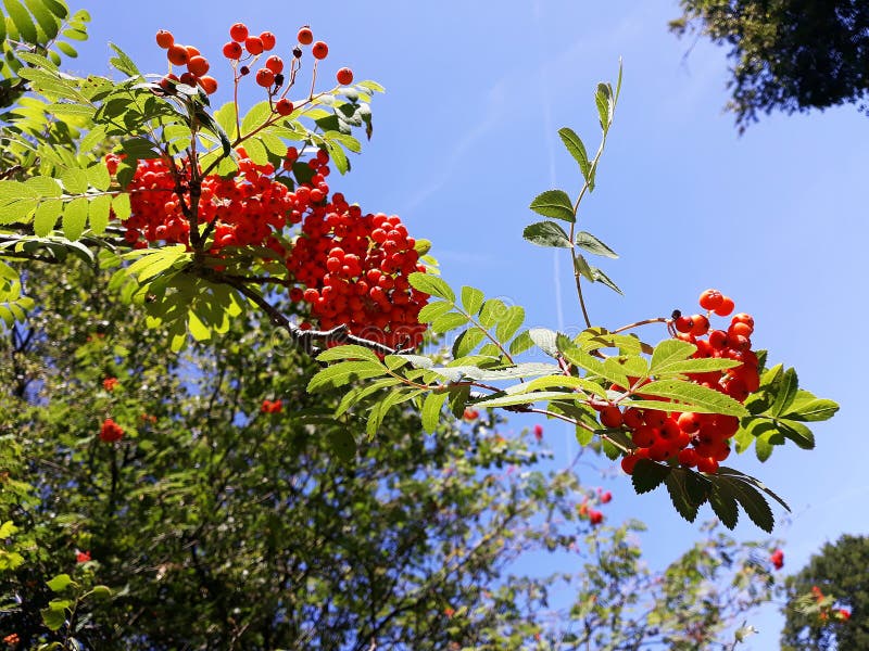 Branches of European Mountain Ash Rowan Tree with Ripe Berries. Stock ... Branches of European Mountain Ash Rowan Tree with Ripe Berries. Stock ...