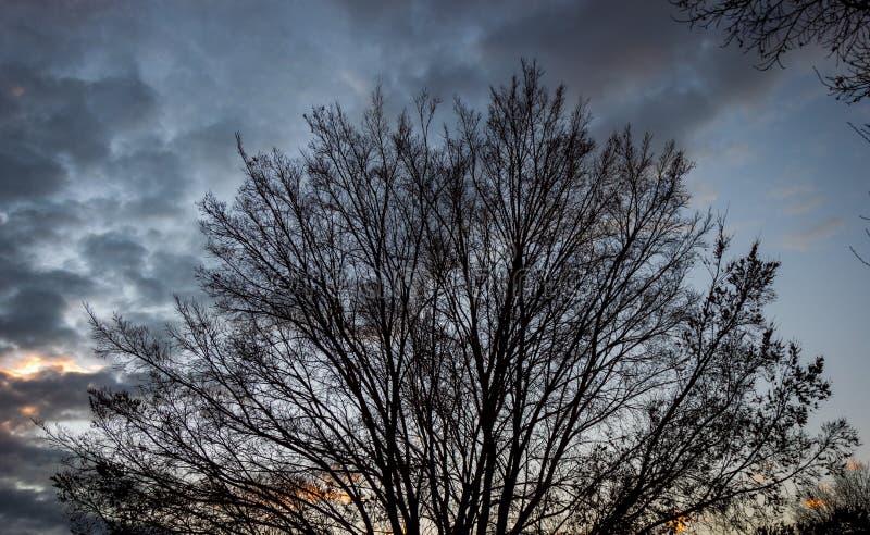 Branches in an Evening Sky stock photo. Image of blue - 237163676