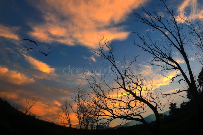 Branches with the Evening Sky Stock Image - Image of light, golden ...