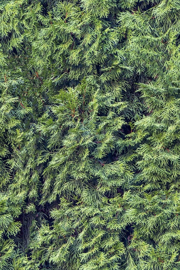 Branches of an Evergreen Cypress Tree Stock Photo - Image of tile, wood ...