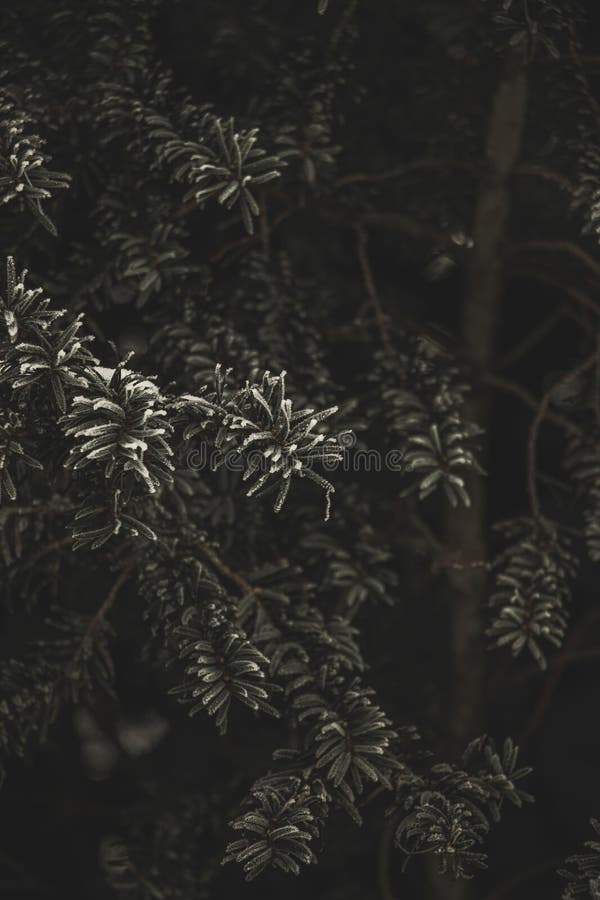 Branches of an Evergreen Tree Covered in Light Frost Stock Photo ...