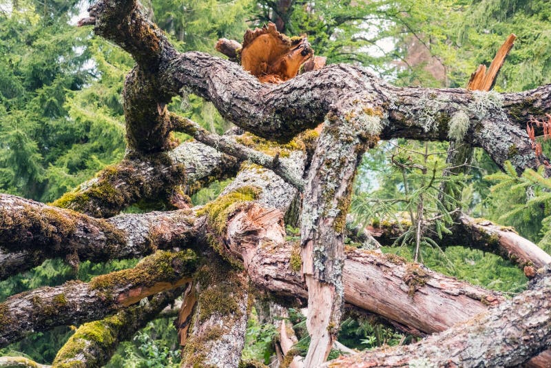 Branches of a Fallen Dry Tree Stock Photo - Image of outdoor, lying ...