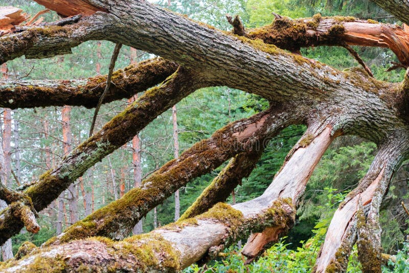 Branches of a Fallen Dry Tree Stock Image - Image of greenery, covered ...