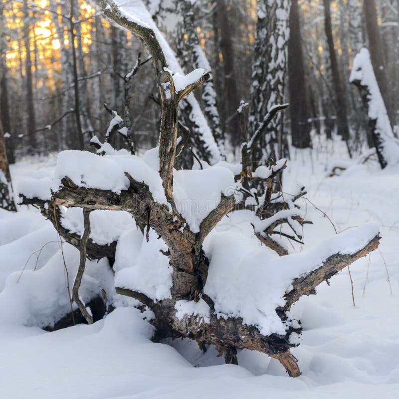 A Pine Tree is High Above the Cliff, and Fallen Pines are in the Cliff ...