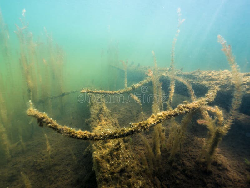 Branches of Fallen Tree Underwater in Lake Stock Image - Image of trunk ...