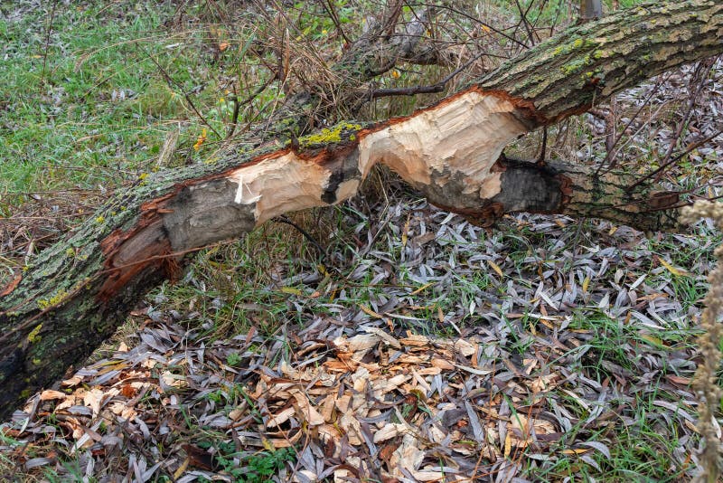 The Branches of a Fallen Tree Were Chewed by a Beaver. Animal Teeth ...