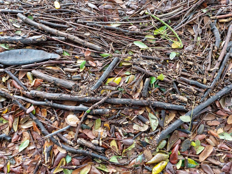 Branches Falling on the Leaves Stock Image - Image of forest, plant ...