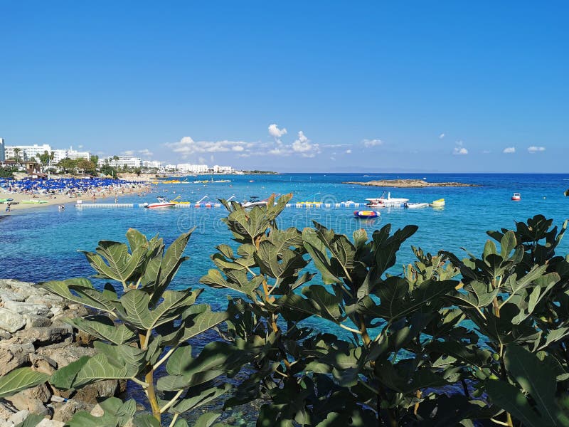 Branches of a Fig Tree Against the Backdrop of Fig Tree Bay Beach and ...