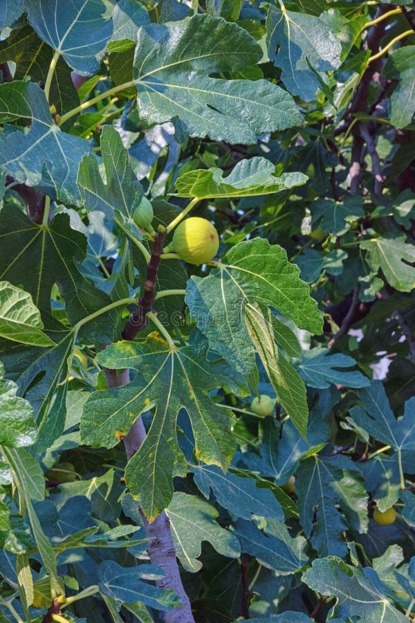 Branches of Fig Tree. Green Vegetative Background Stock Photo - Image ...