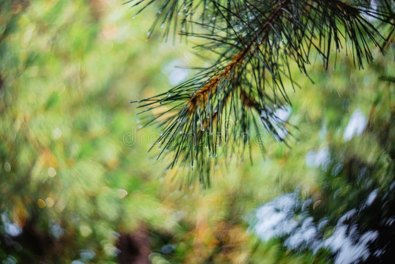 The Branches of the Fir Tree with Soft Focus, Highlights and Raindrops ...
