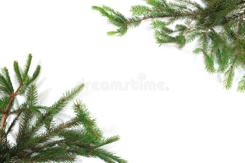 Branches of Fir Tree on White Background Isolated Stock Image - Image ...
