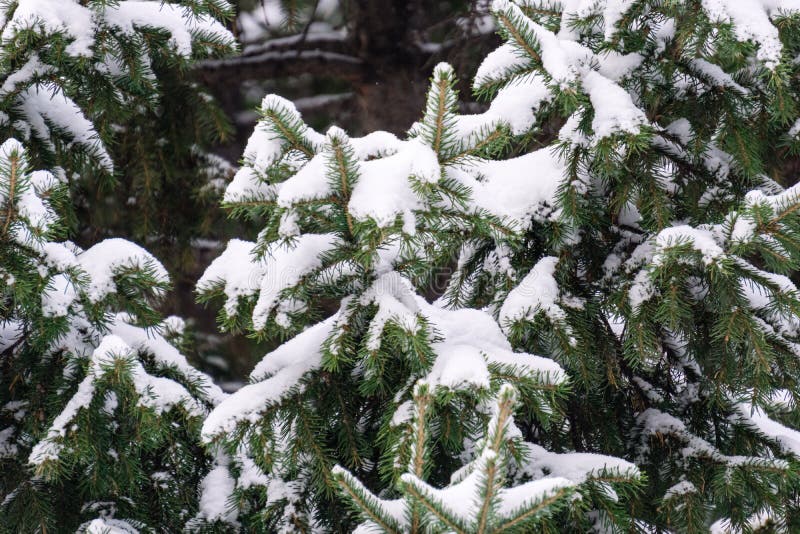 Branches of Fir Trees in the Snow Stock Photo - Image of branches ...