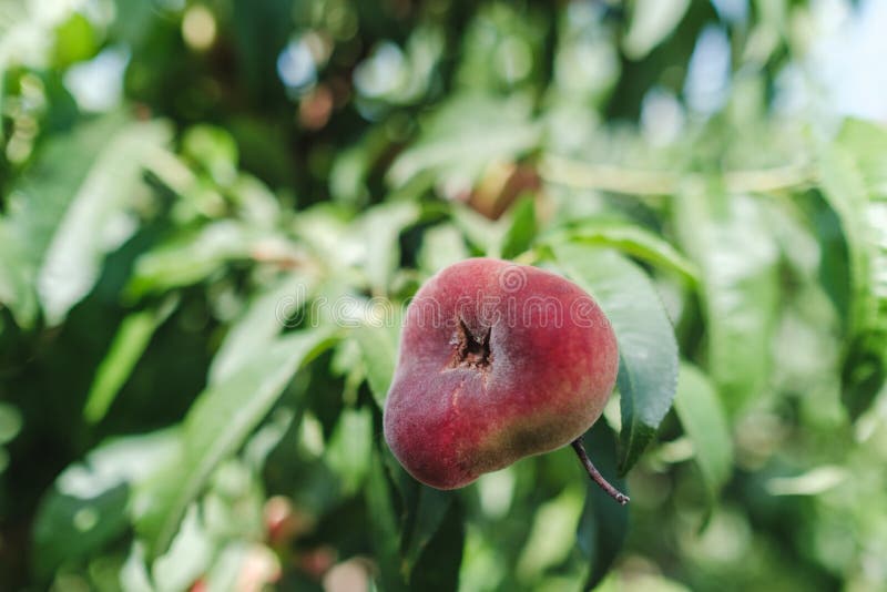 Branches with Flat Peaches and Green Leaves. Peach Tree Stock Photo ...