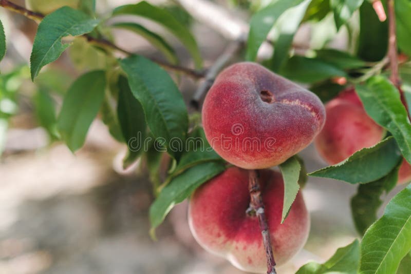 Branches with Flat Peaches and Green Leaves. Peach Tree Stock Image ...