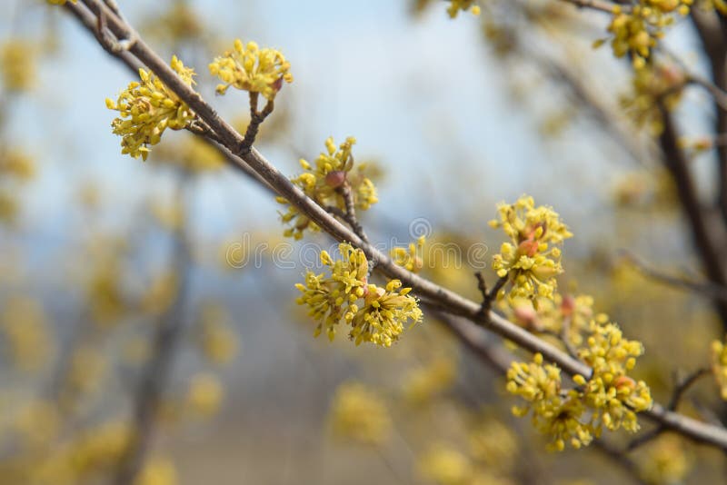Branches with Flower Buds of European Cornel or Cornus Mas in Spring ...