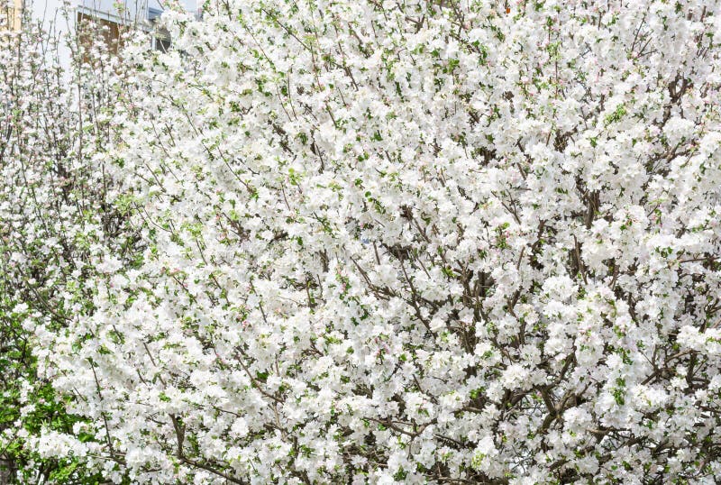 Branches of Flowering Apple Trees in June Stock Image - Image of spring ...
