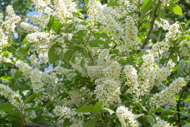 Branches of a Flowering Aronia Tree Stock Image - Image of fresh, flora ...