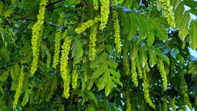 Branches with Flowering Catkins of Caucasian Walnut Tree. Stock Photo ...