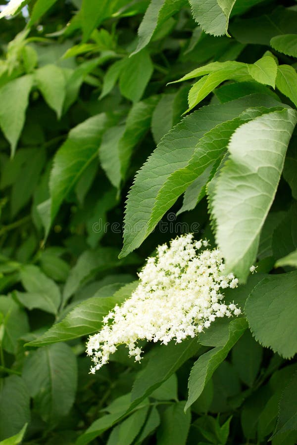 Branches of Flowering Elder in Spring or Summer. Vertical. Stock Image ...