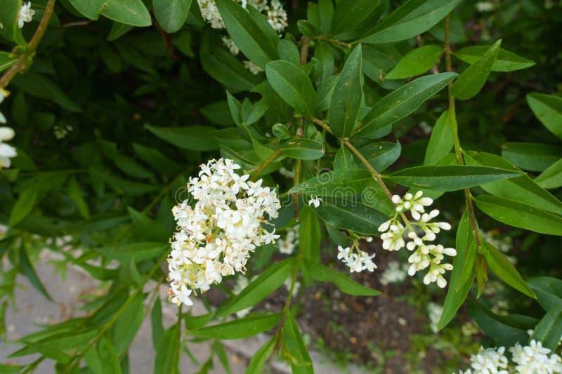 Branches of Flowering Ligustrum Vulgare in June Stock Photo - Image of ...