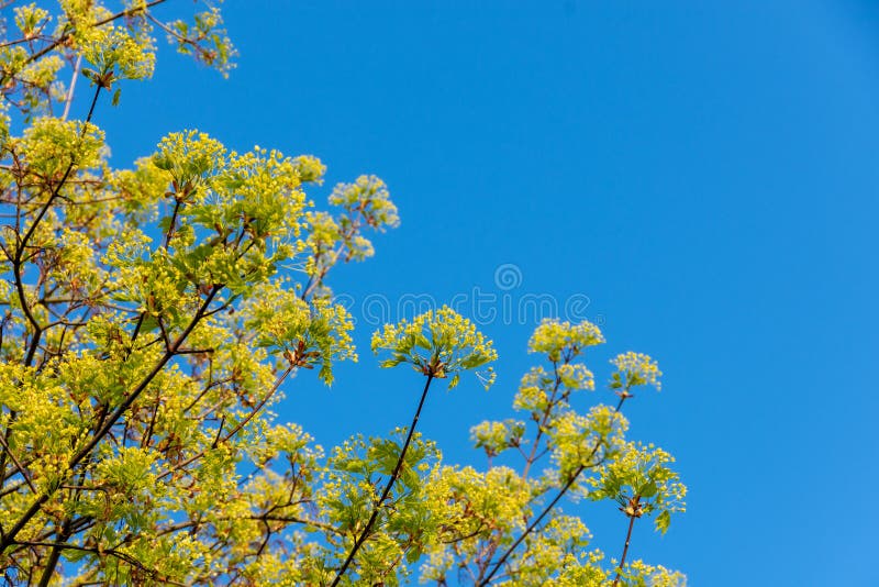 Branches of a Flowering Plane Tree Stock Image - Image of platanaceae ...