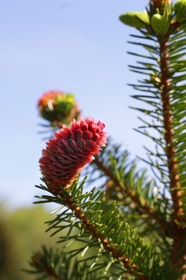 Branches of Flowering Spruce with Red Cones in Forest. Stock Image ...
