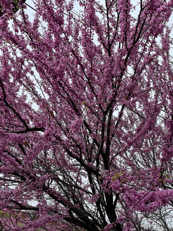 Branches of Flowering Tree on the Background of the Sky in Spring in ...