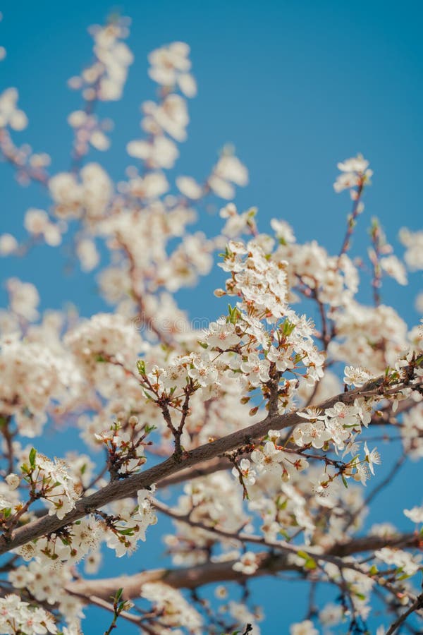 Branches of a Flowering Tree are Densely Covered in Delicate White ...