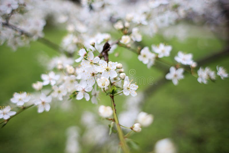 Branches a Flowering Tree in White Flowers Stock Photo - Image of ...