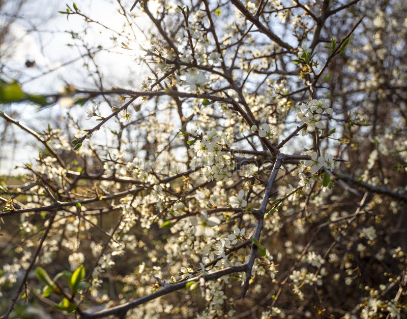 Branches of a Flowering Wild Tree at Sunset in Greece Stock Photo ...