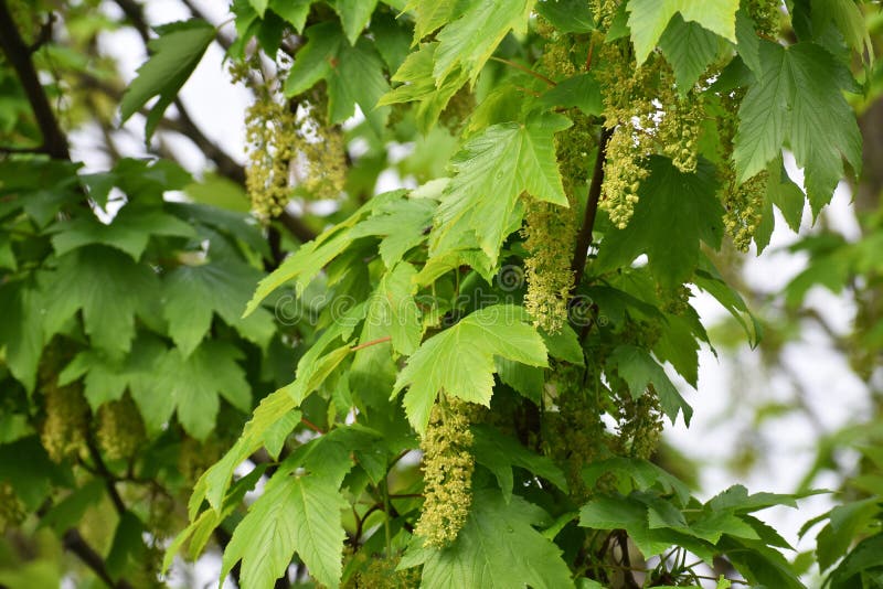Branches with Flowers of Acer Pseudoplatanus Tree. Stock Photo - Image ...