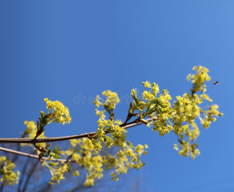 Branches and Flowers of Maple in the Spring Stock Photo - Image of ...