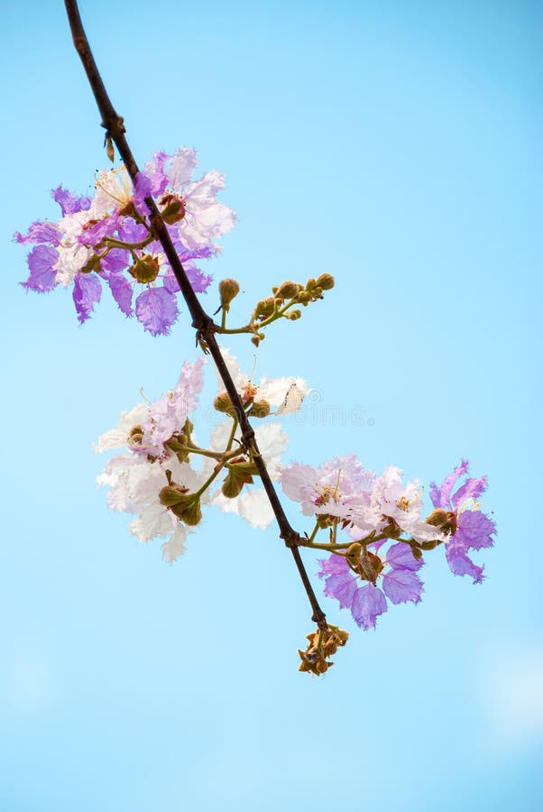 Branches, flowers stock image. Image of fresh, nlimb - 76696297