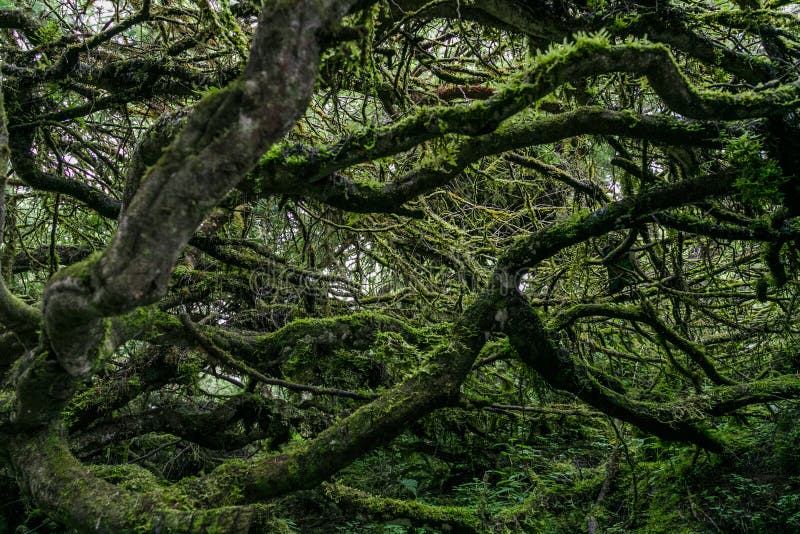 Branches in the forest stock image. Image of victory - 171495839