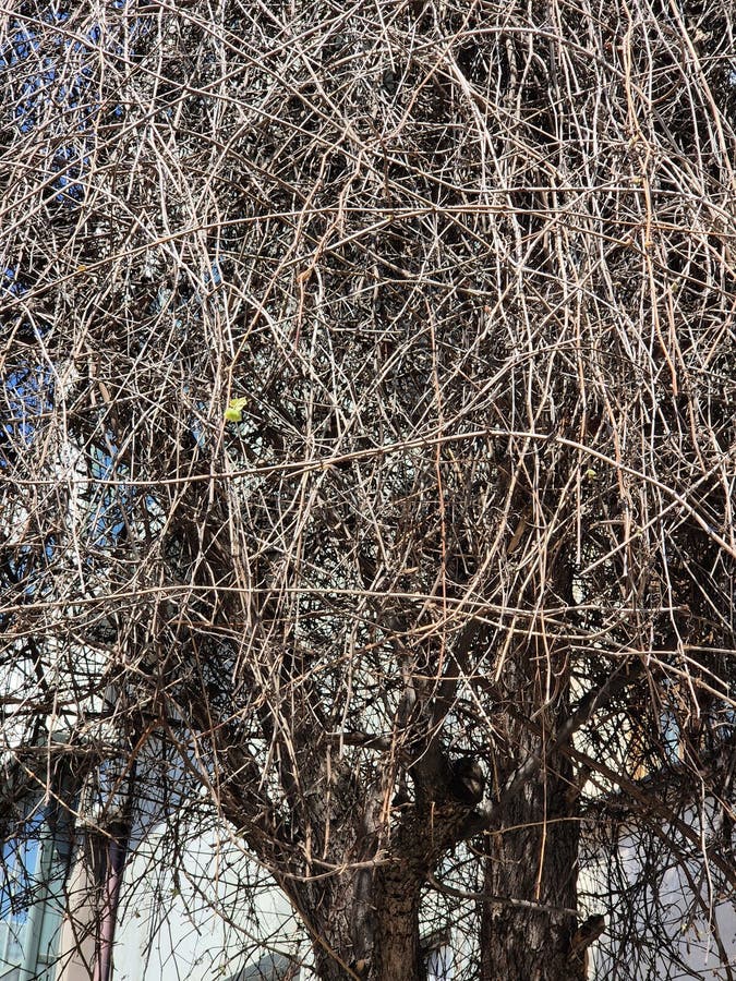 Branches in the Form of a Spider Web in a Dormant State Stock Image ...