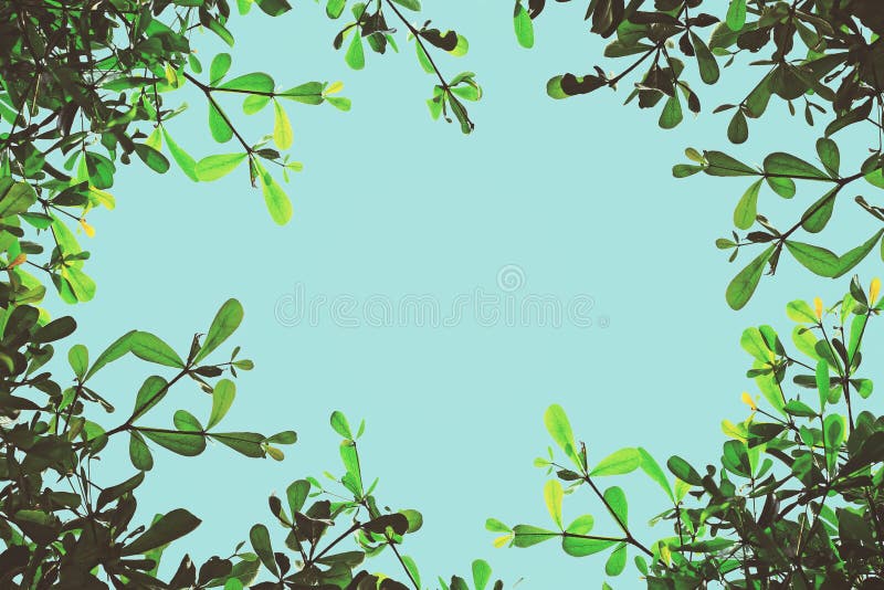 Branches frame of tree stock image. Image of green, nature - 109106097