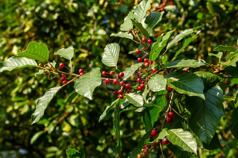 Branches of Frangula Alnus with Black and Red Berries. Fruits of ...