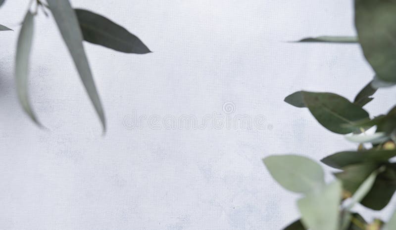 Branches of Fresh Eucalyptus on a Light Textured Background. Top View ...