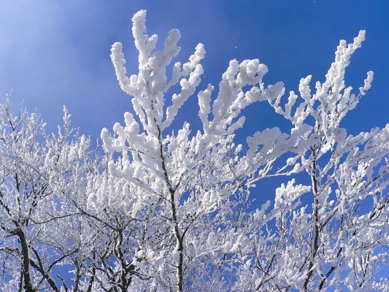 Branches with Fresh Fallen Snow Stock Image - Image of blue, season ...