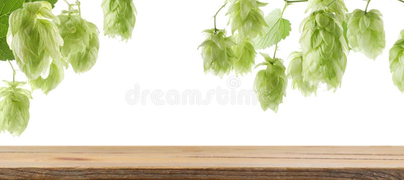 Branches of Fresh Green Hops and Empty Wooden Surface on White ...