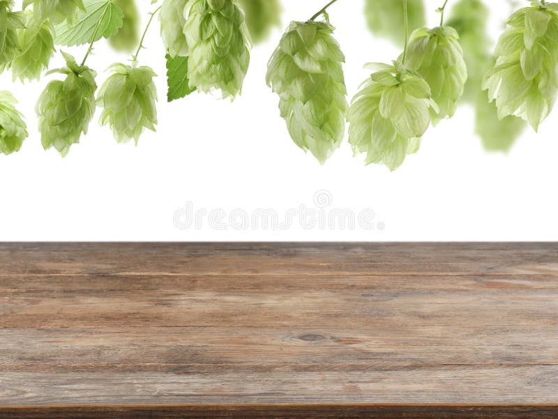 Branches of Fresh Green Hops and Empty Wooden Surface on White ...