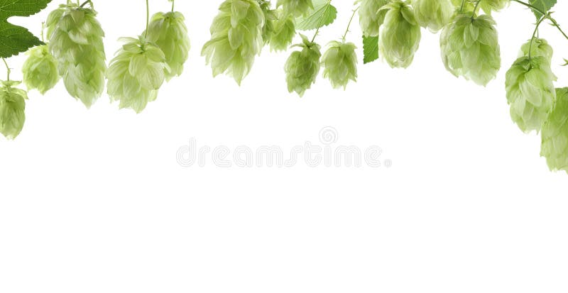 Branches of Fresh Green Hops on Background Stock Image - Image of ...
