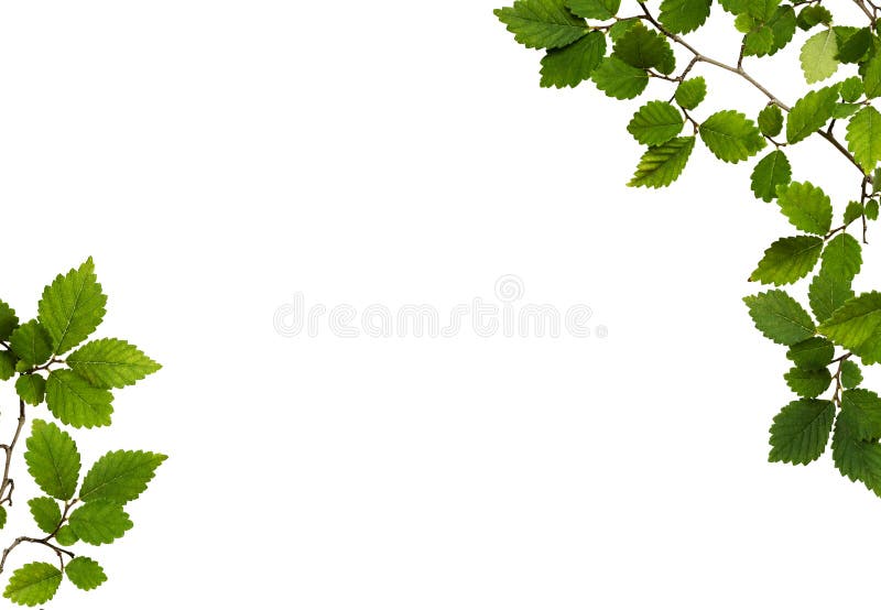 Branches with Fresh Green Leaves in a Corner Borders Stock Image ...