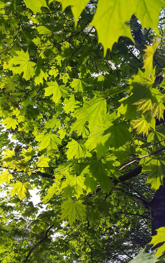 Branches with Fresh Green Leaves of Maple Tree Stock Photo - Image of ...