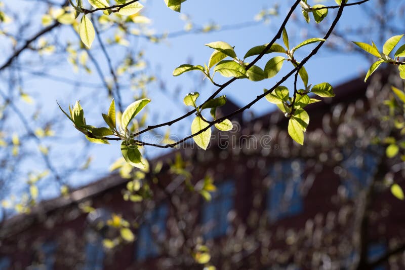 Branches with Fresh Leaves Lit Up by the Sun in Springtime Stock Photo ...