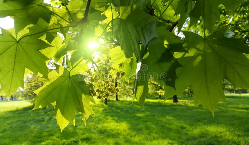 Branches with Fresh Leaves of Maple Lit by Sun in Spring Park Stock ...