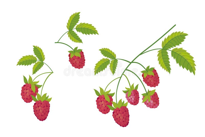 Branches of Fresh Raspberries with Green Leaves. Summer Realistic ...