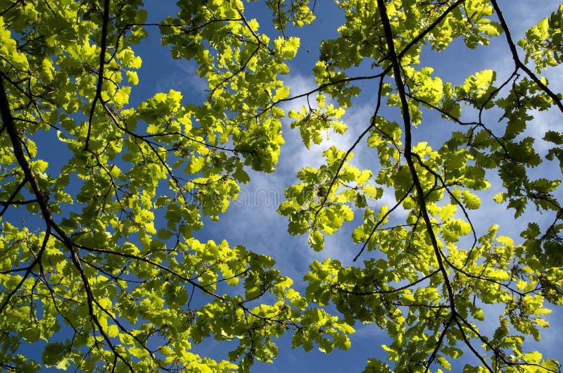 Branches with Fresh Spring Oak Leaves in the Sky Stock Photo - Image of ...