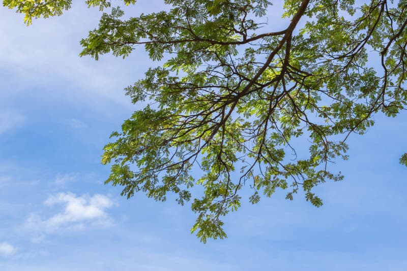 The Branches of Fresh Tree with Blue Sky. Spring Summer Natural Stock ...