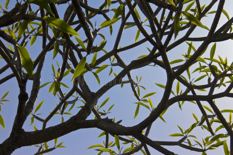 Branches in Front of Blue Sky Stock Photo - Image of leaf, branch: 64935742